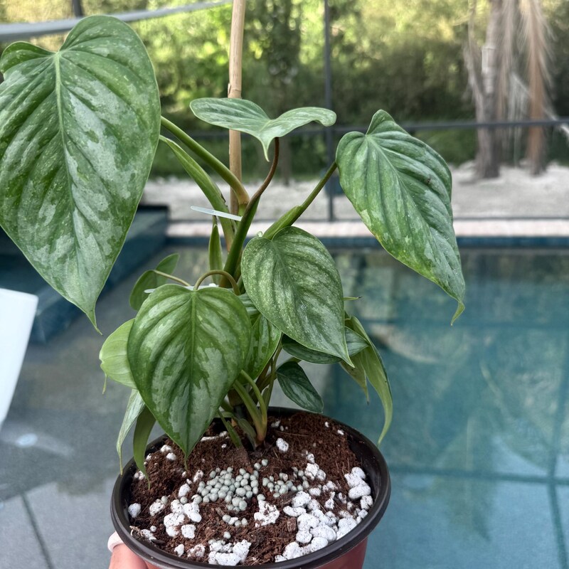 Philodendron Sodiroi - Etsy