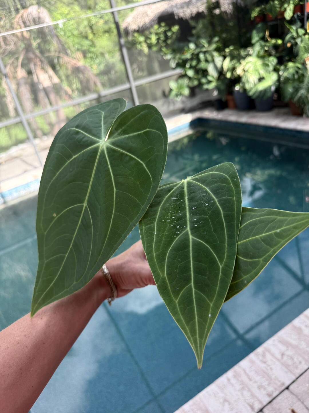Anthurium Magnificum X Pap Actual Plant Free Shipping - Etsy