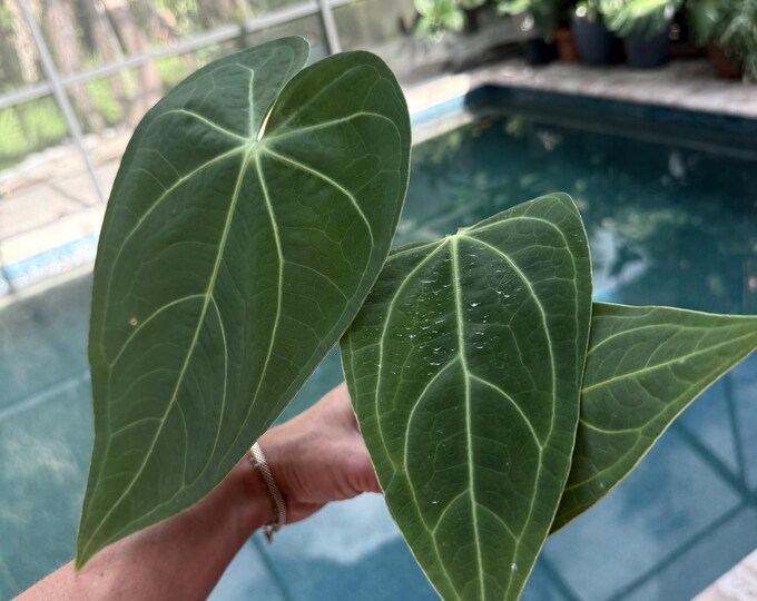 Anthurium Magnificum X Pap Actual Plant Free Shipping - Etsy
