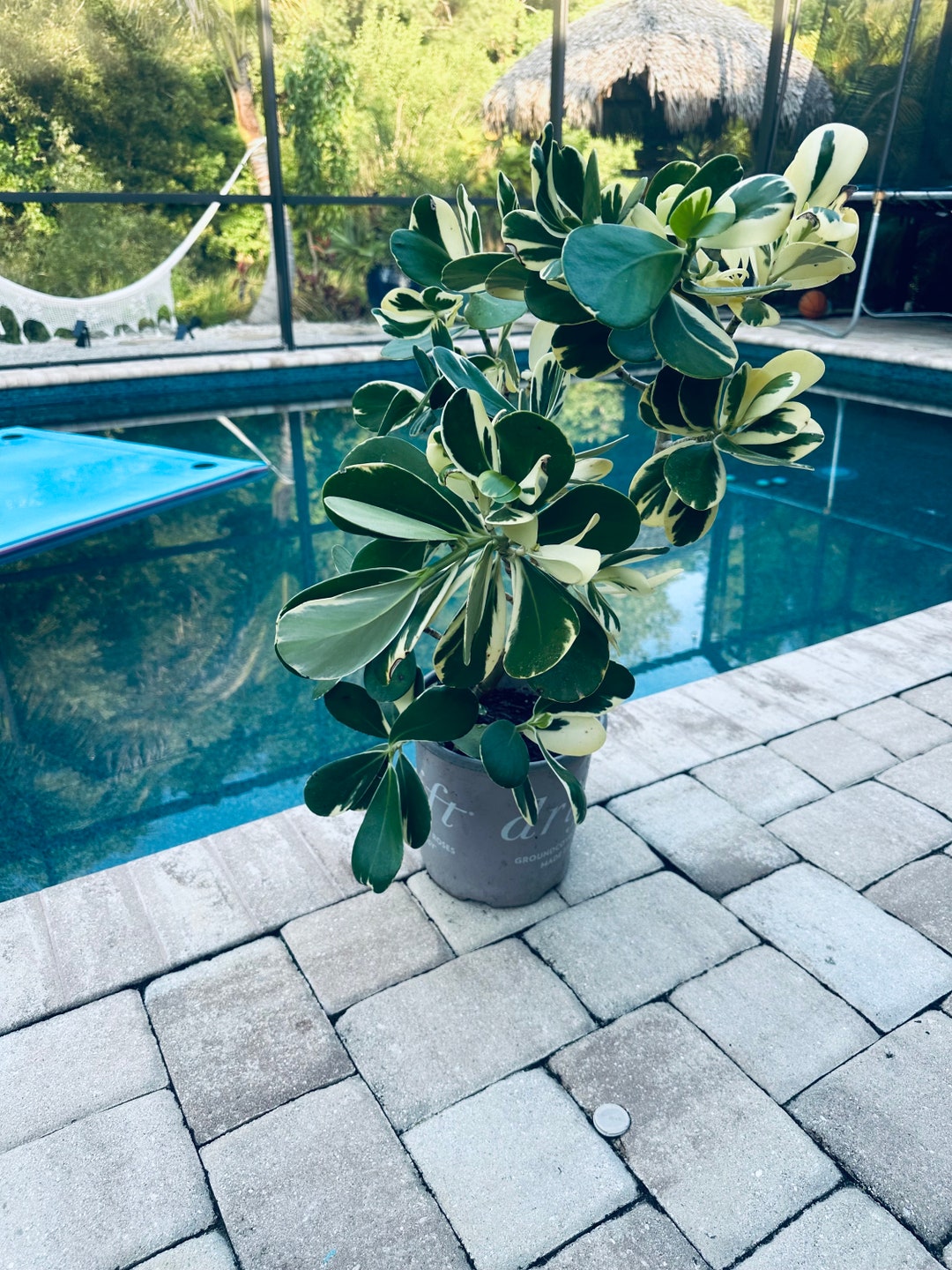 Clusia Guttifera Variegated Autograph Plant Free Shipping XL - Etsy