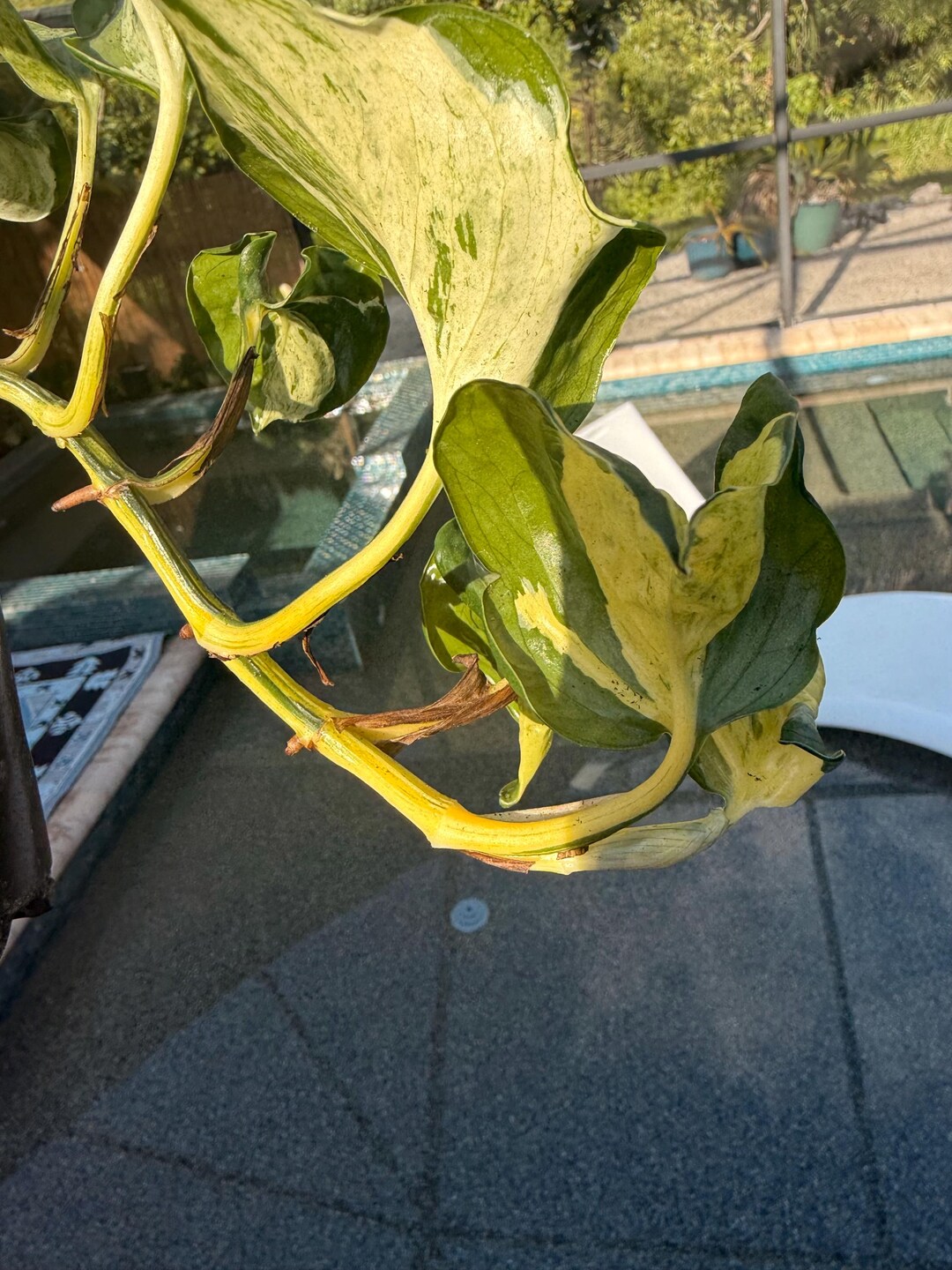 Epipremnum Aureum Manjula Poonsin New Cultivar Rare Pothos Exact Plant ...