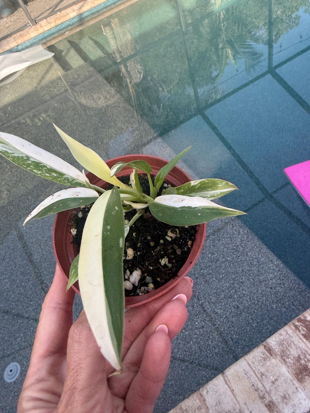 Philodendron Wend Imbe Actual Plant Free Shipping - Etsy