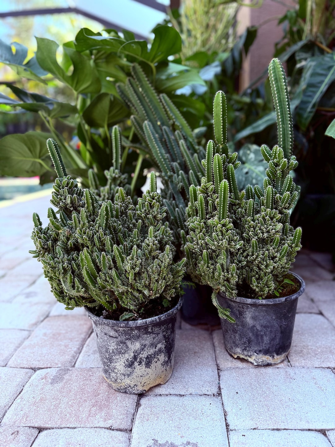 Fairy Tale Cactus 1 Gal Huge Free Shipping - Etsy