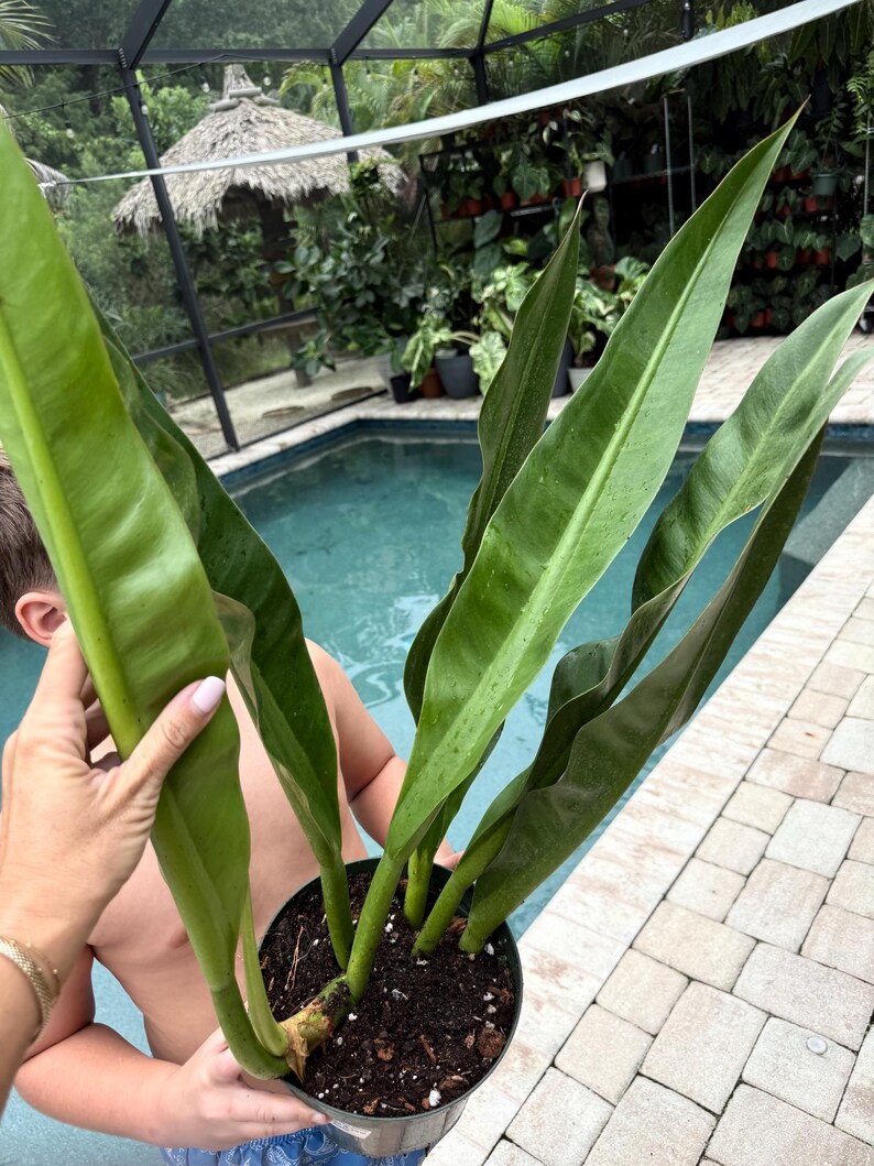Philodendron Martianum ‘fat Boy’ Actual Plant Free Shipping - Etsy