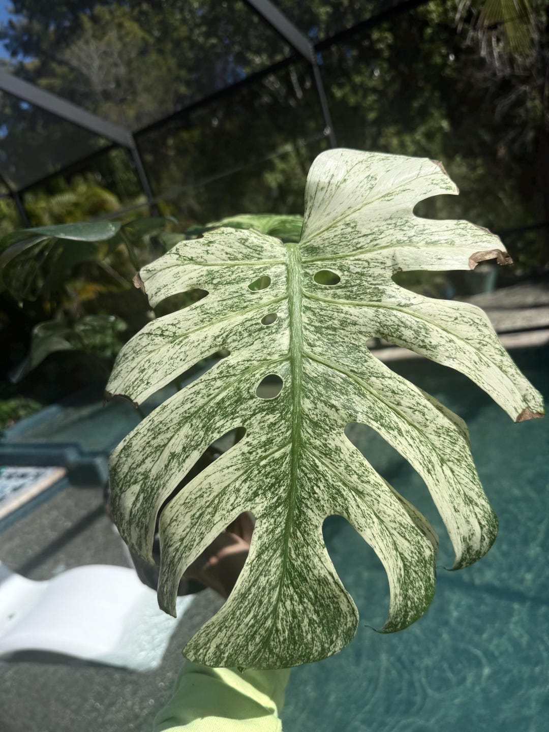 Monstera Mint Large Form Actual Plant Free Shipping - Etsy
