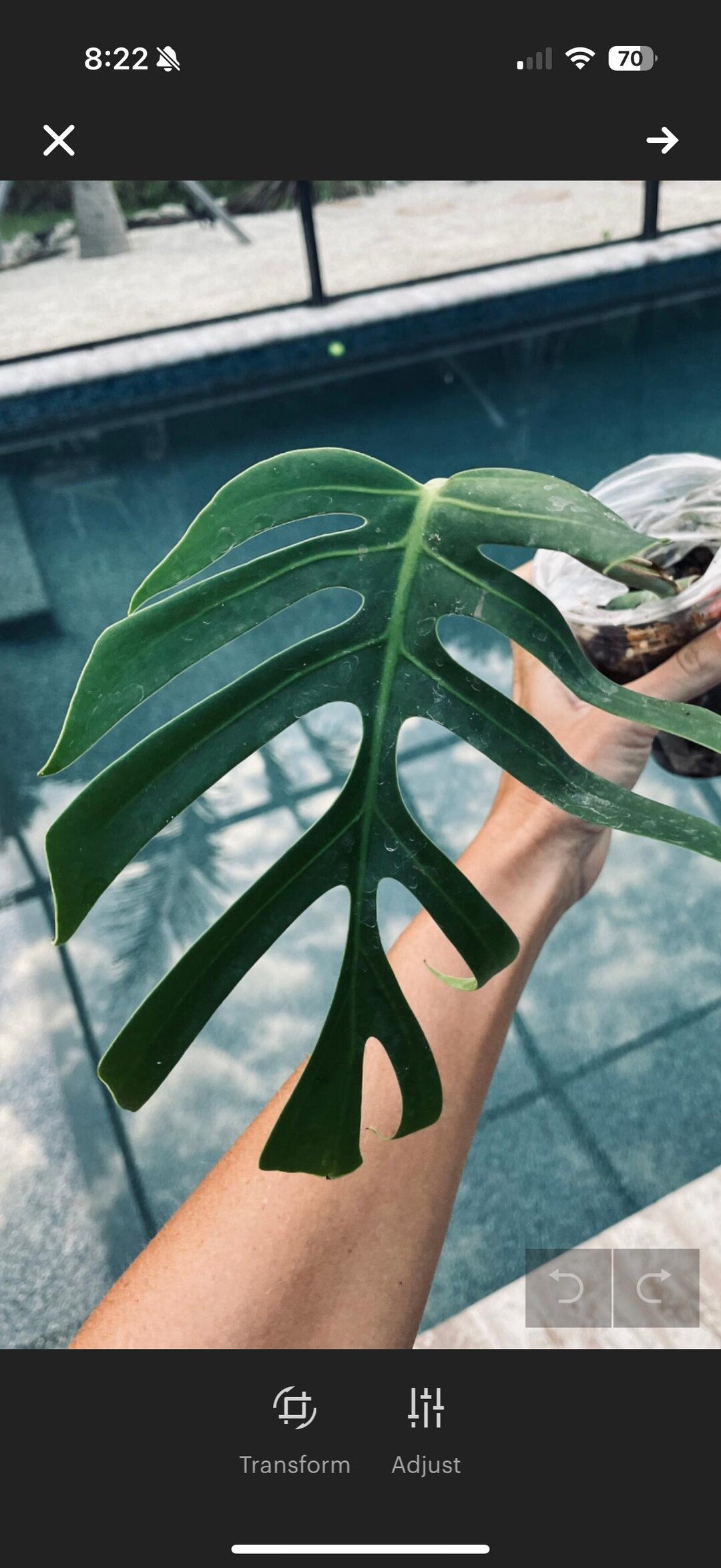 Monstera Sierrana Free Shipping - Etsy