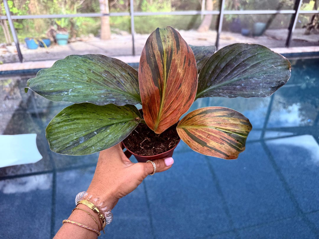 Kaempferia Jungle Rose Actual Plant Free Shipping - Etsy
