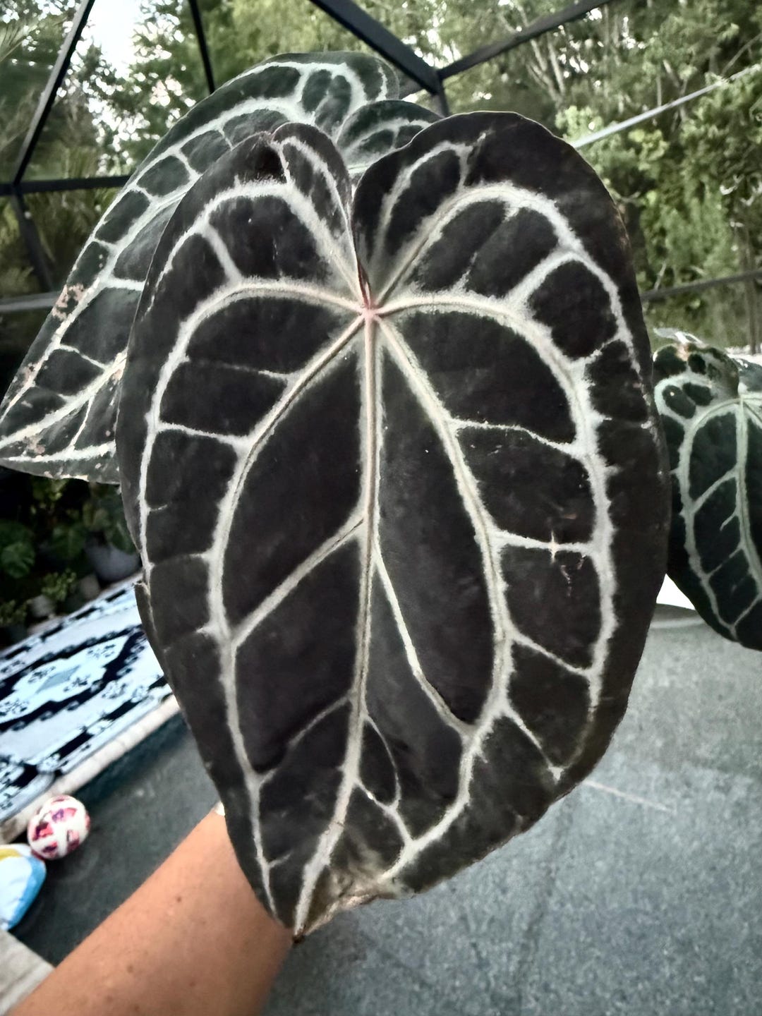 Anthurium Zara X Michelle Doc Block Hybrid Actual Plant Large Free ...