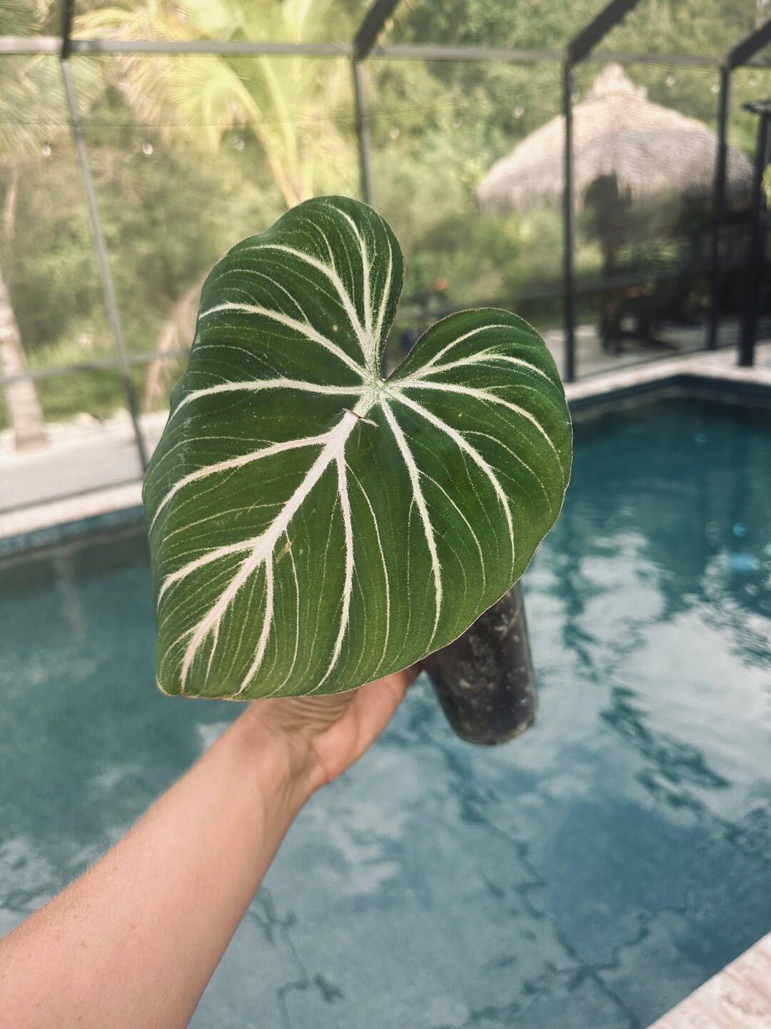 Philodendron Gloriosum Zebra Form Free Shipping - Etsy