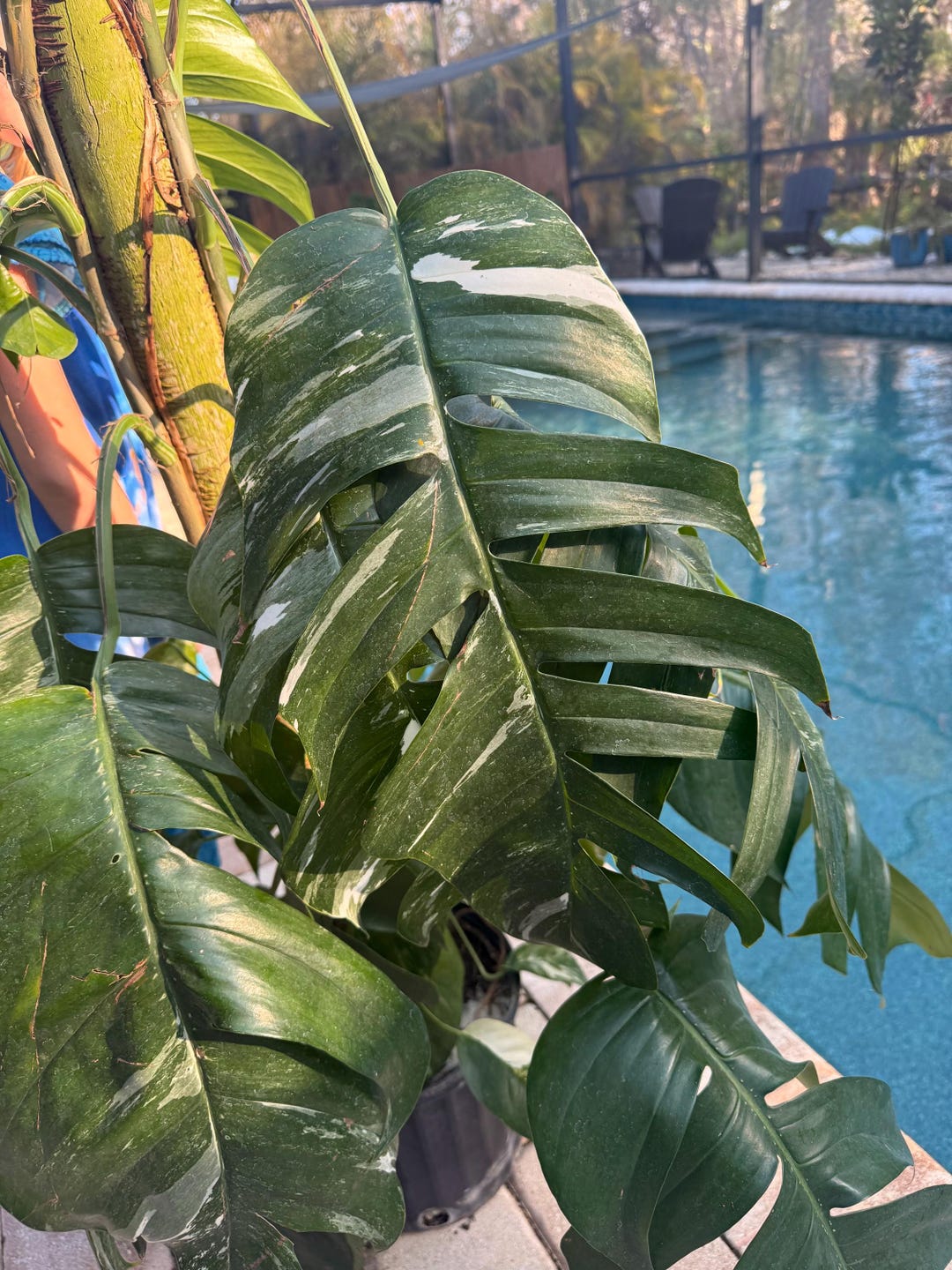 Epipremnum Pinnatum Albo, Epi Pin Variegata, Variegated Dragon Tail 3 ...