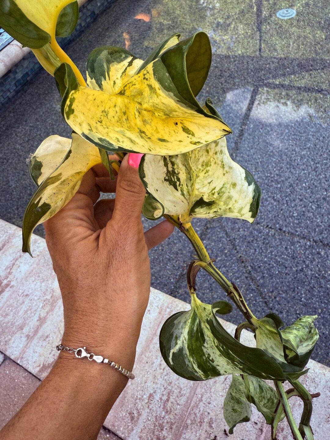 Epipremnum Aureum Manjula Poonsin New Cultivar Rare Pothos Exact Plant ...