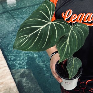 Philodendron Gloriosum Dark Form SMALL SIZE Growers Choice Free ...