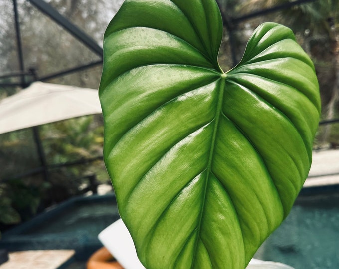 Philodendron Sp Colombia El Guapo Free Shipping - Etsy