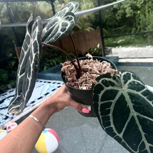 Anthurium Zara X Michelle Doc Block Hybrid Actual Plant Large Free ...