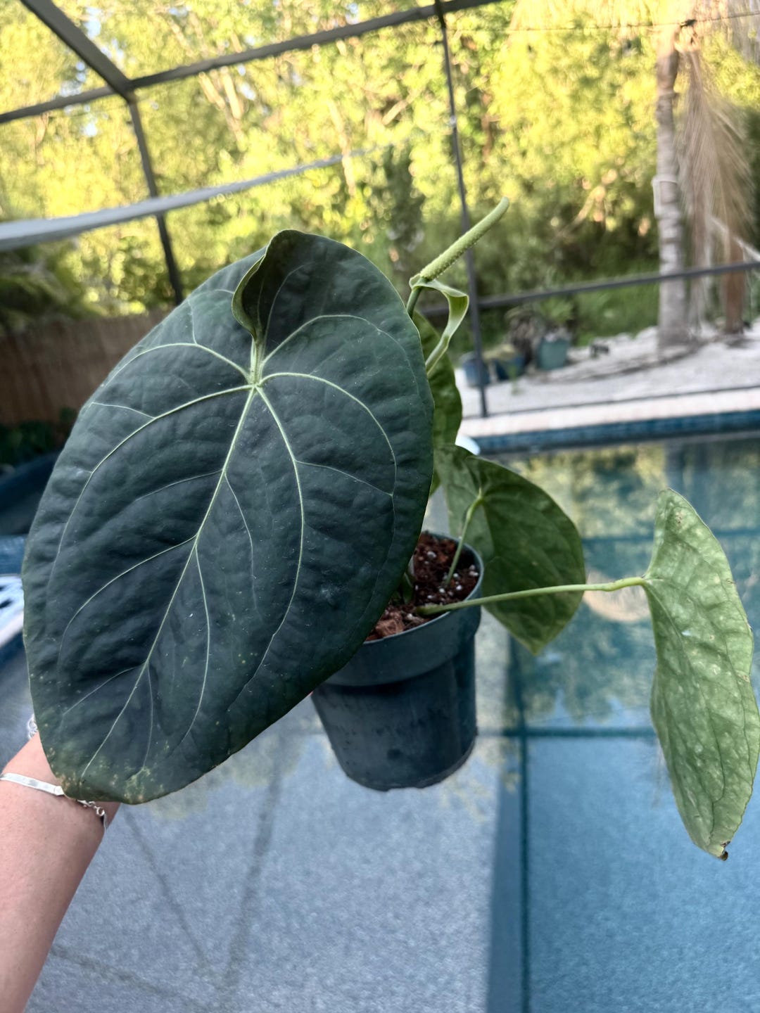 Anthurium Papillilaminum X Forgetti Actual Plant XL Free Shipping - Etsy