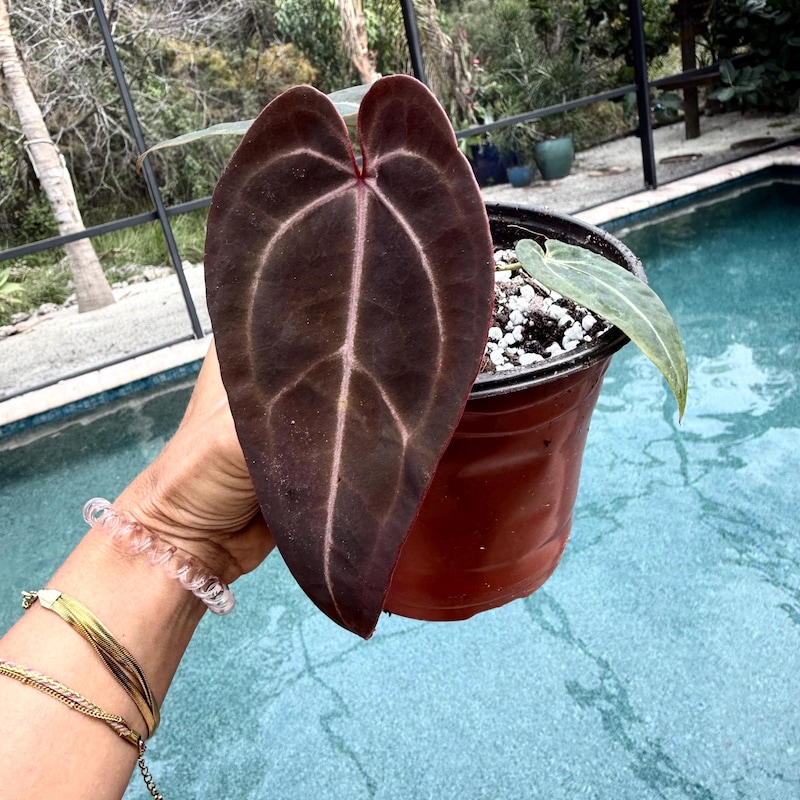 Anthurium Actual - Etsy