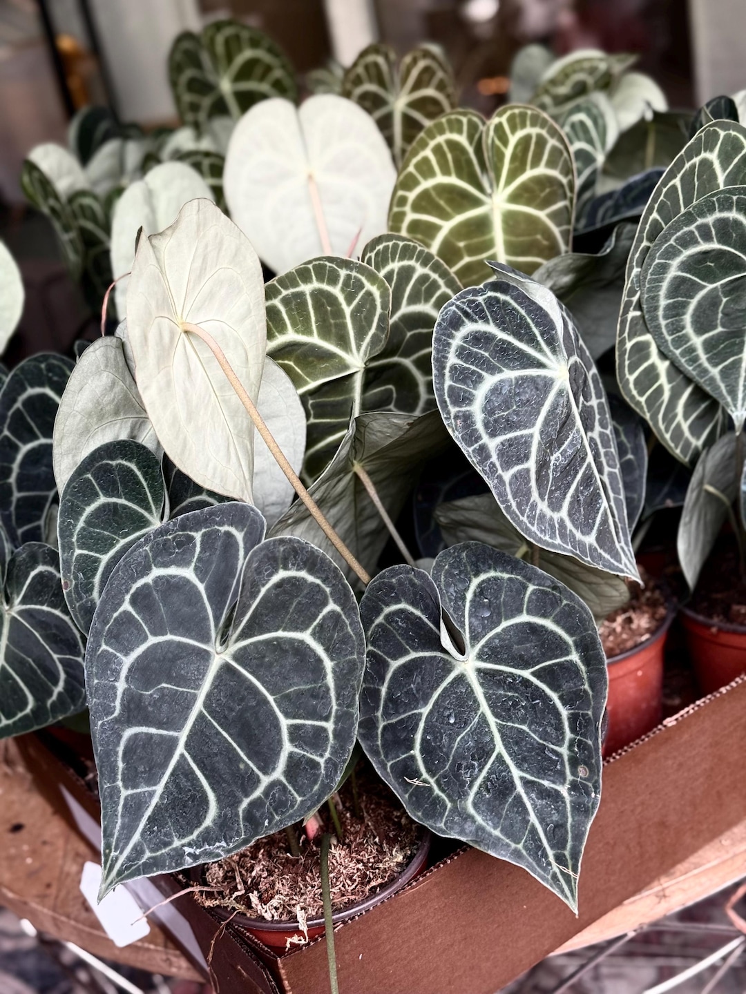 Anthurium King Clarinervium Large Size Growers Choice Free Shipping - Etsy