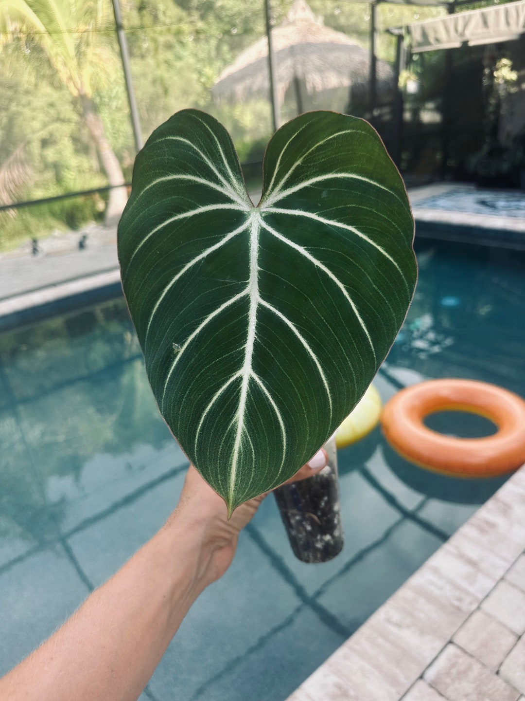 Philodendron Gloriosum Zebra Free Shipping - Etsy