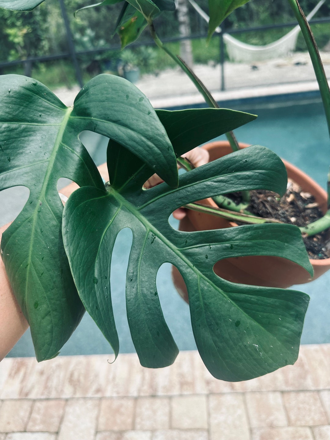 Monstera Sierrana Rooted Mid Cutting Free Shipping - Etsy
