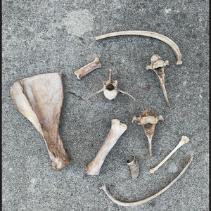 Bag of Bones | Nature-foraged Bone Assortment | Please Read Full ...