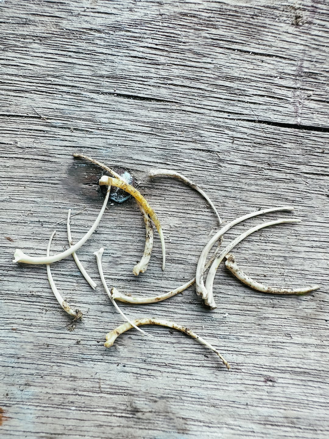 30 Snake Ribs | Animal Bone | Jewelry Making | Craft | Oddity - Etsy