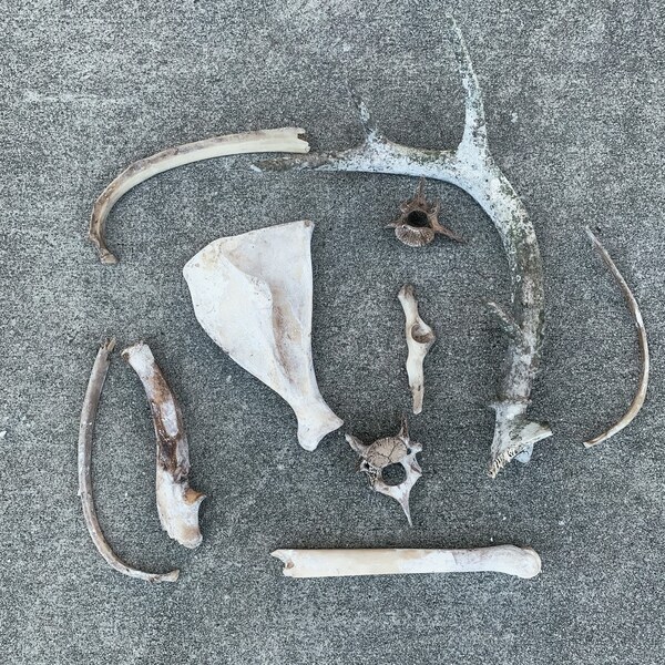 Animal Bones - Etsy