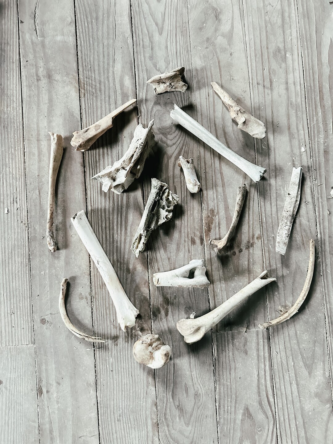 Bag O’ Misfits | Please Read Full Description | Real Bone | Vulture ...