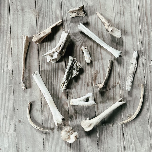 Animal Bones Real - Etsy