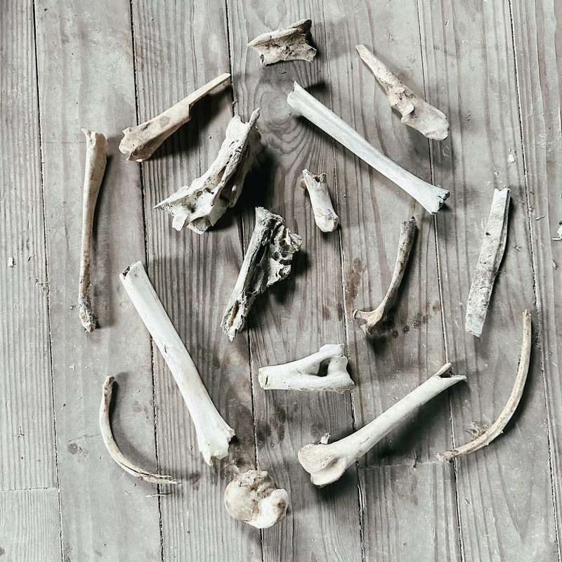 Bones - Etsy