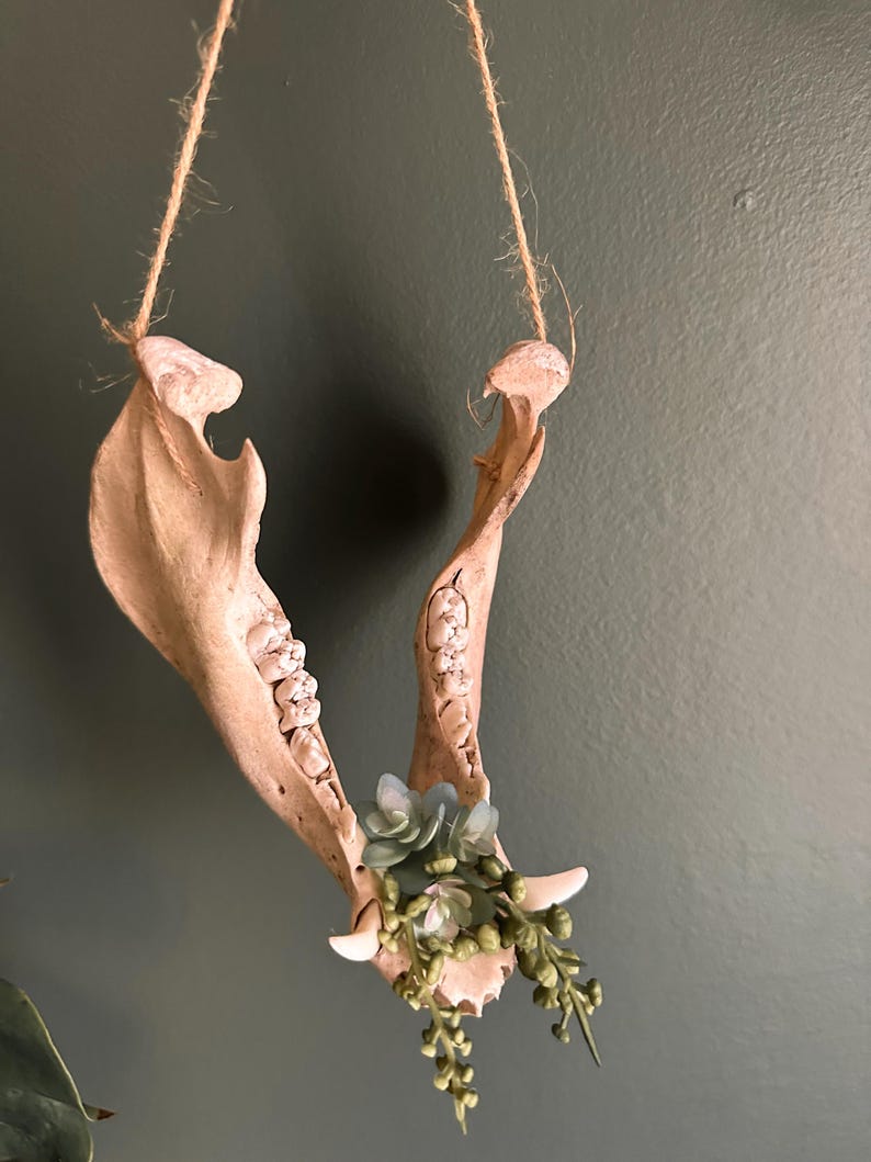 Floral Domestic Pig Jaw | Vulture Culture | Real Bones | Oddities - Etsy