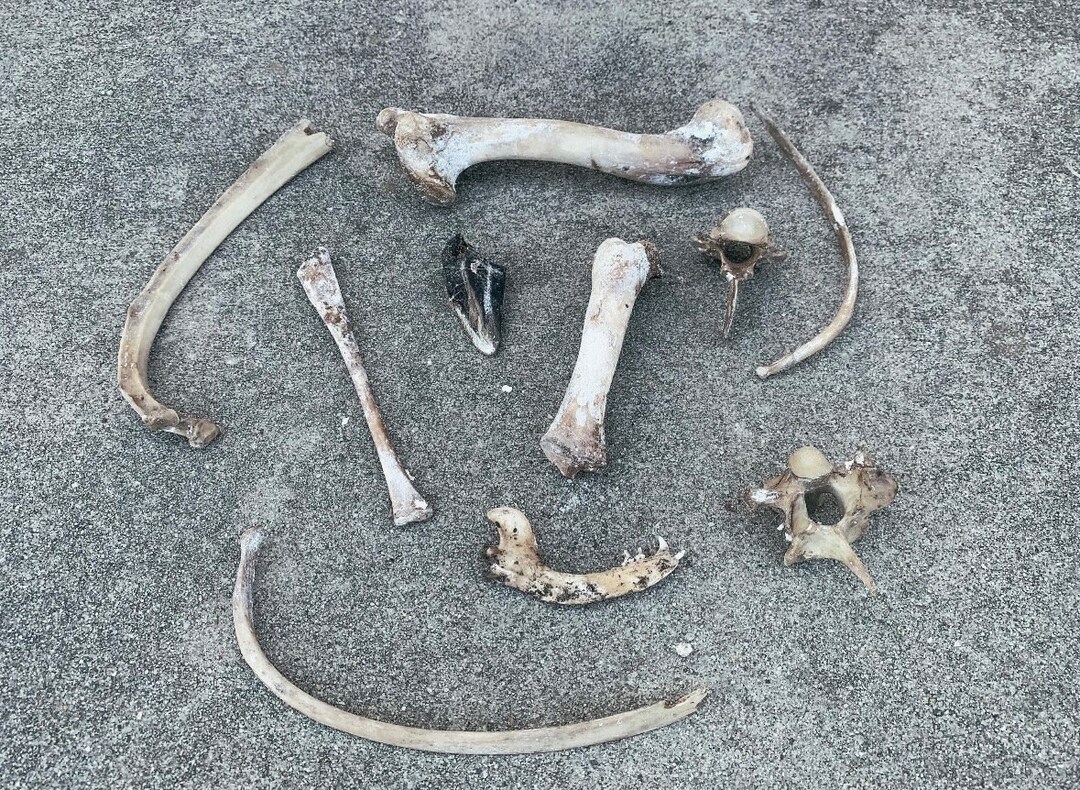 Bag of Bones | Nature-foraged Bone Assortment | Please Read Full ...