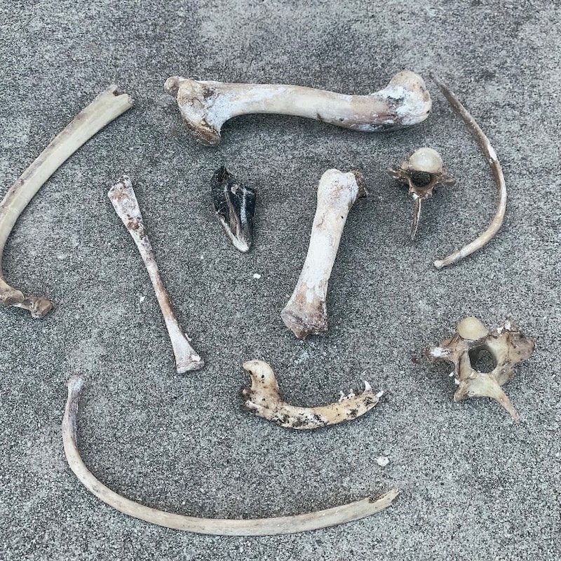 Bones - Etsy