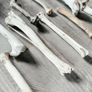 Deer Leg Bones | Set of 4 - Etsy