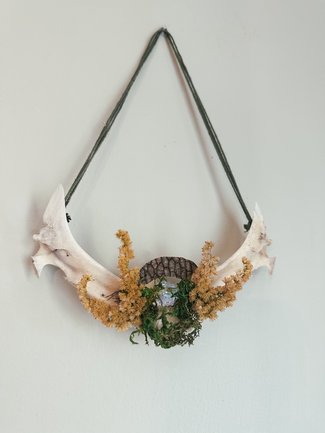 Channel Catfish Jaw Wall Decor Suncatcher Vulture Culture Animal Bones ...