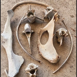 Bag of Bones | Nature-foraged Bone Assortment | Please Read Full ...