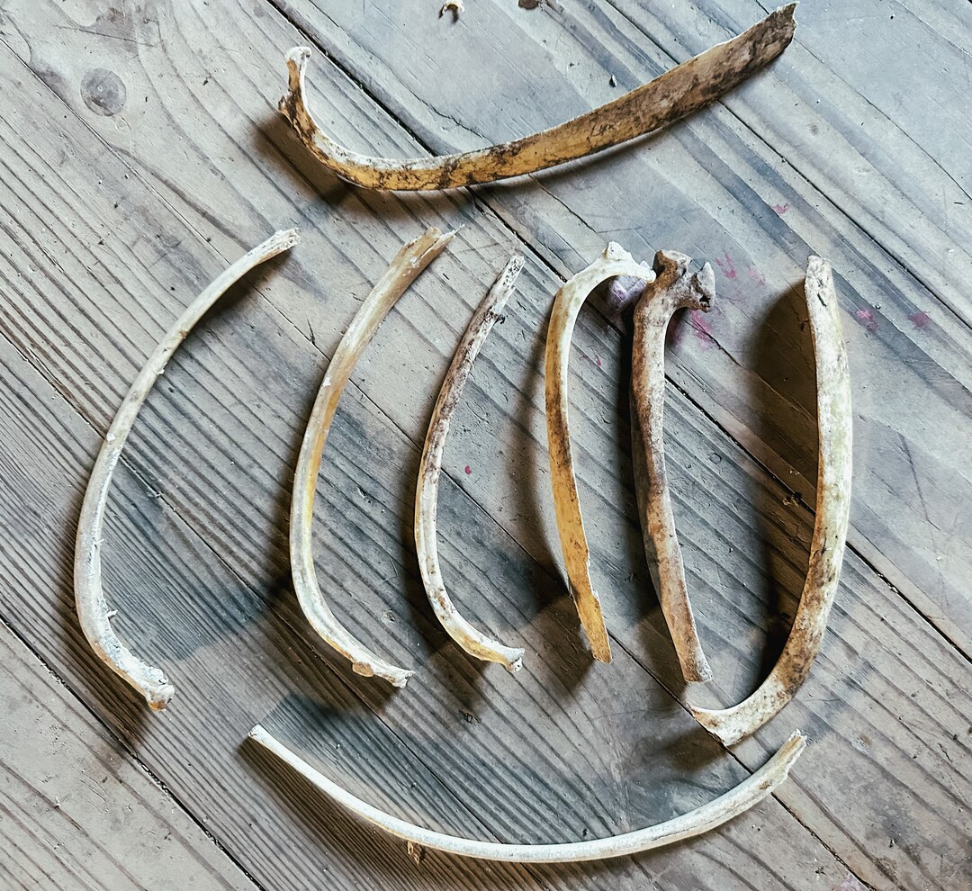 50 Imperfect Rib Bones | Vulture Culture | Real Bones - Etsy