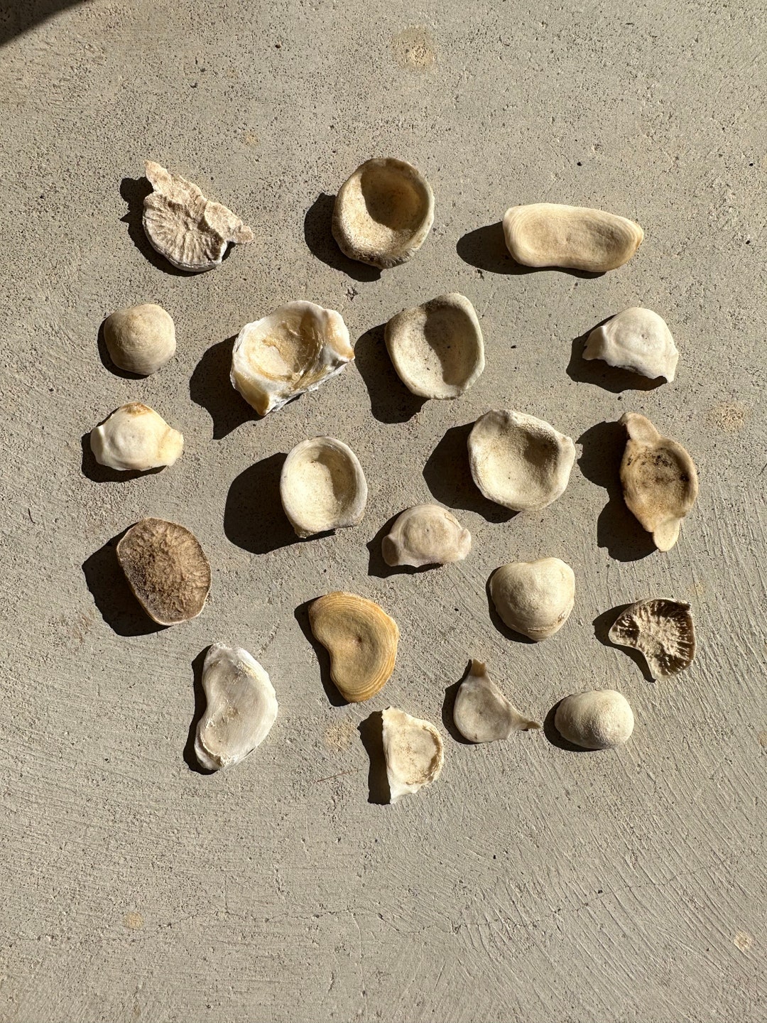 30 Spinal Discs | Deer | Animal Bone | Jewelry Making | Craft | Oddity ...