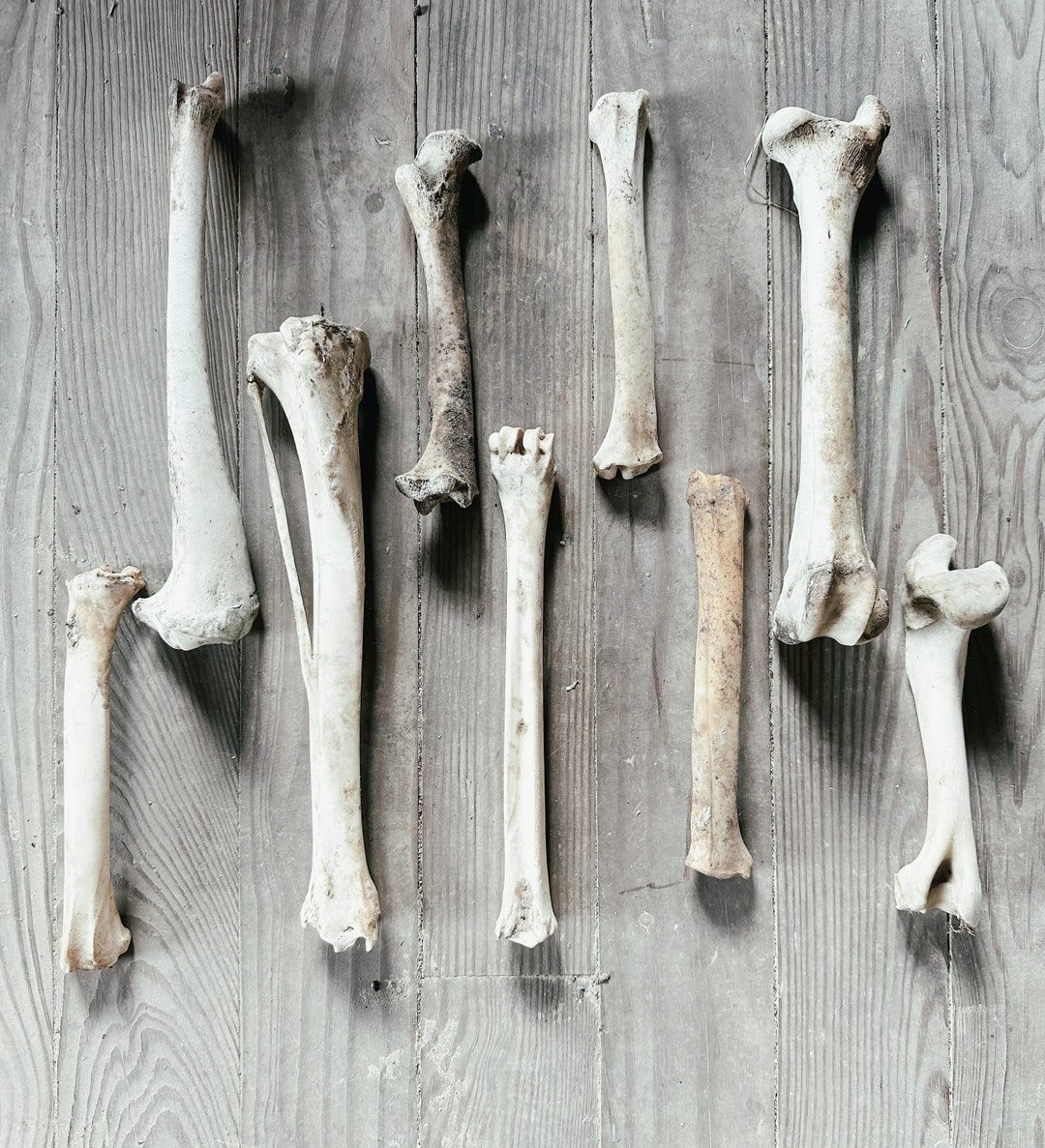 Deer Leg Bones | Set of 4 - Etsy