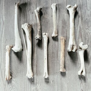 Deer Leg Bones | Set of 4 - Etsy