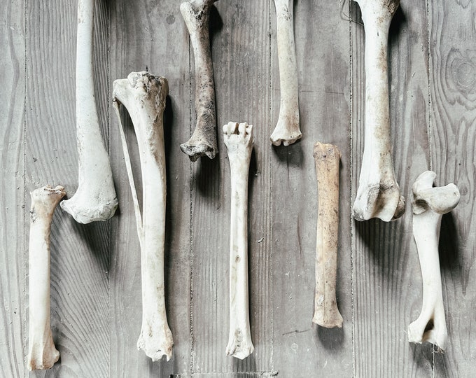 Deer Leg Bones | Set of 4 - Etsy