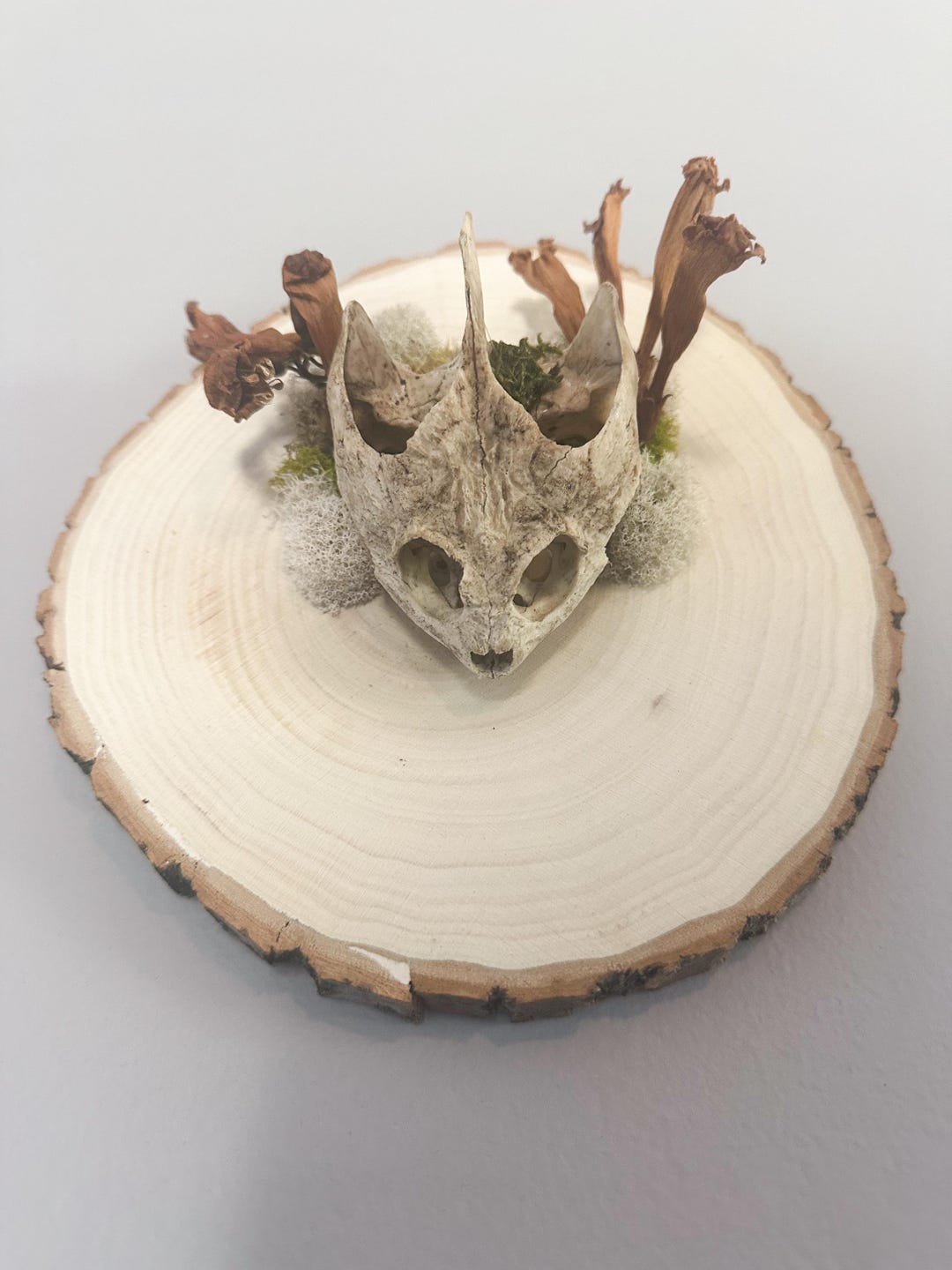 Snapping Turtle Skull | Bones | Oddities | Vulture Culture | Gifts ...