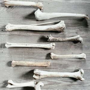 Deer Leg Bones | Set of 4 - Etsy