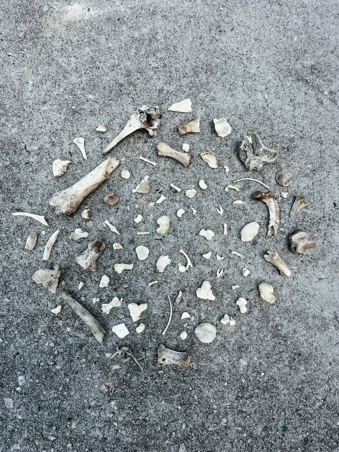 50+ Bones | Bone Fragments | Mini Bones | Craft | Jewelry | Bone ...