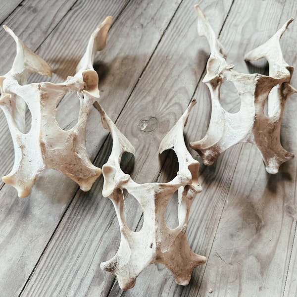 Animal Bones - Etsy