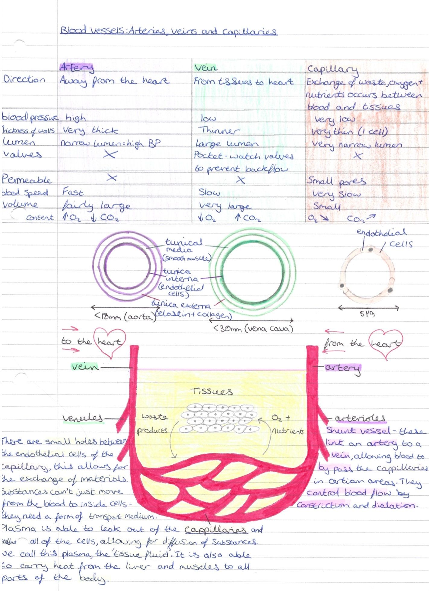 GCSE Biology Revision Notes Guide Written by a Grade 9/ A* Student - Etsy