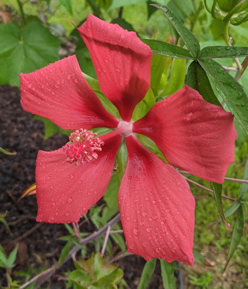 Red Texas Star Hibiscus 30 Seeds (2022 Crop) - Etsy