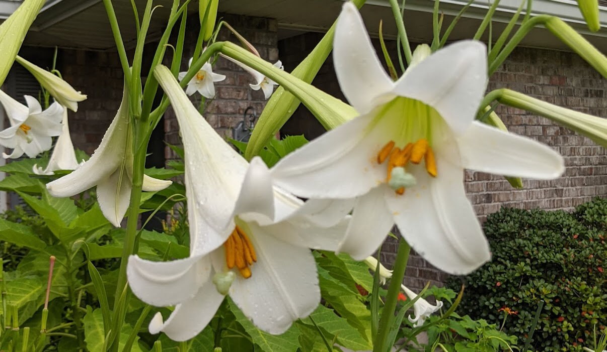 200 White Formosa Lily seeds - (2022 crop) - Etsy.de