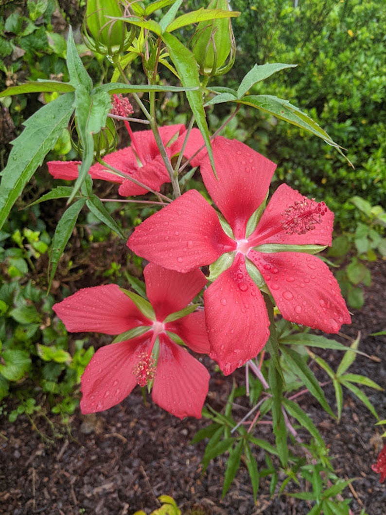 Red Texas Star Hibiscus 30 Seeds (2022 Crop) - Etsy