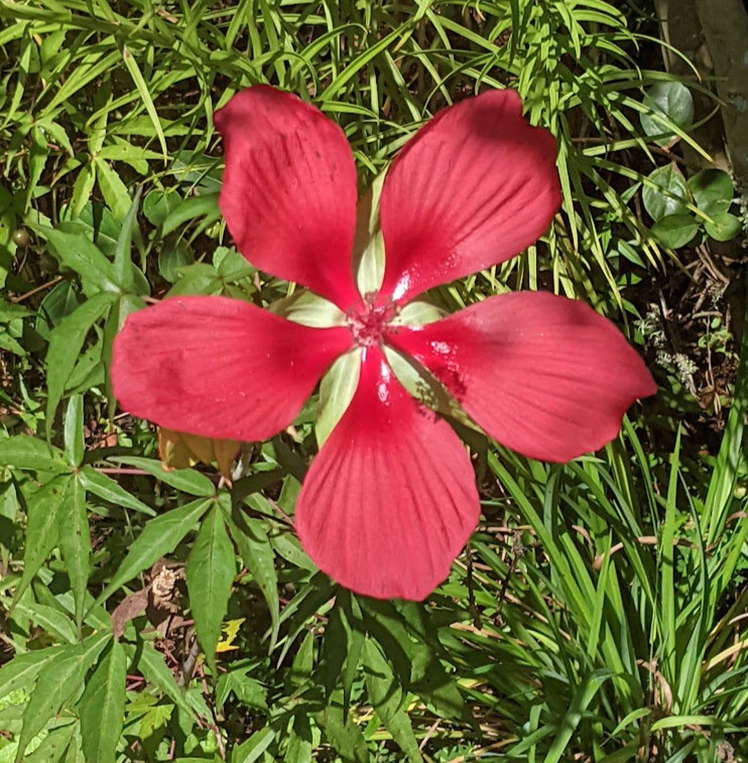 Red Texas Star Hibiscus 30 Seeds (2022 Crop) - Etsy