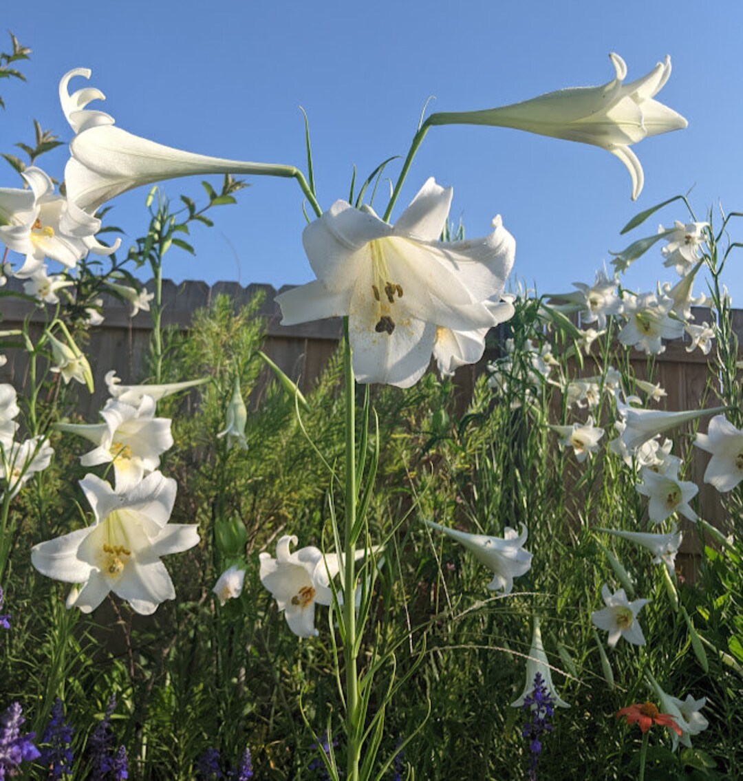 200 White Formosa Lily seeds - (2022 crop) - Etsy.de